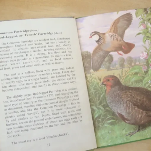 Cottontails Baby Vintage|VINTAGE Ladybird book - Heath & Woodland Birds ...